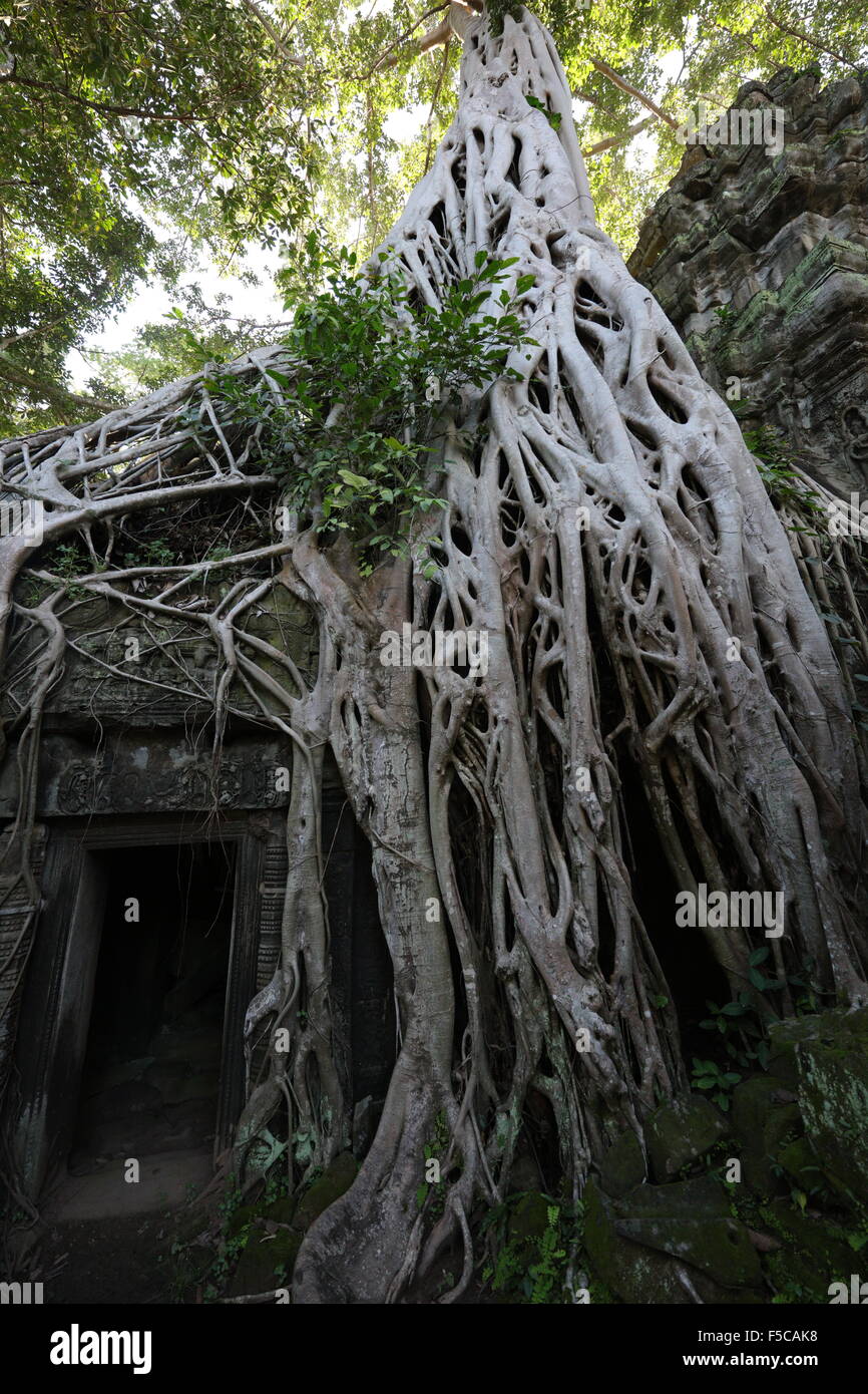 Impressive tree root on ruin Stock Photo - Alamy