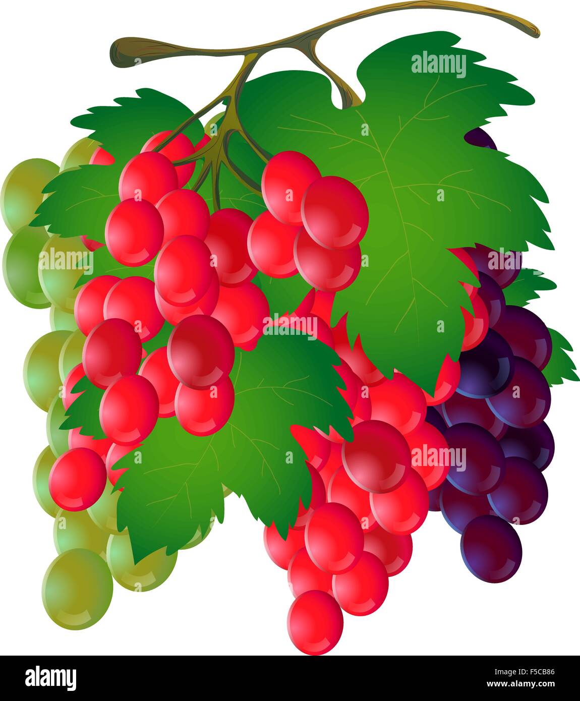 Bunch of grapes with a leaf on a white background.Vector Stock Vector ...