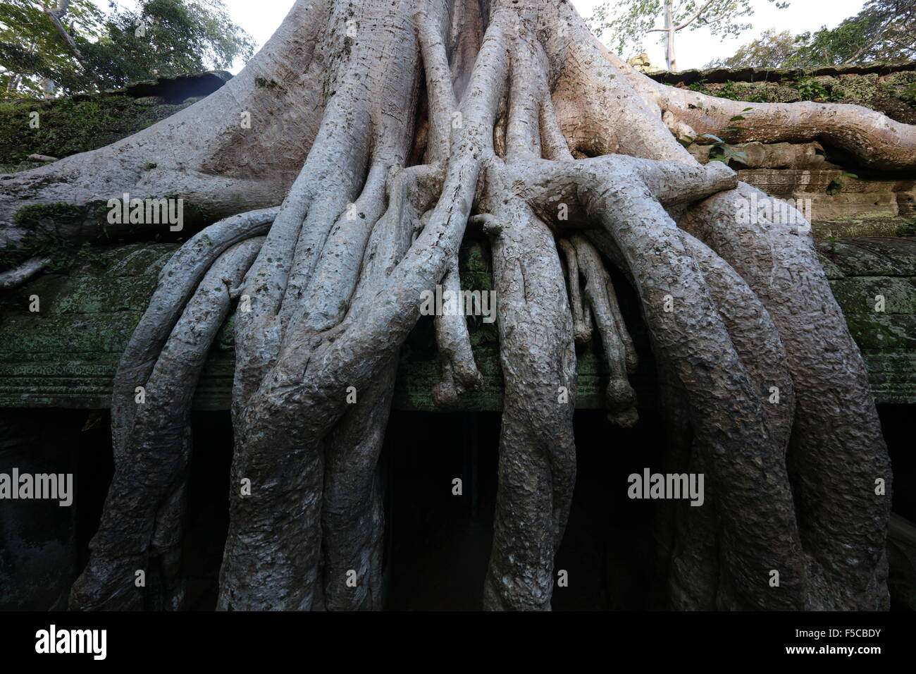 Tree root on roof Stock Photo - Alamy