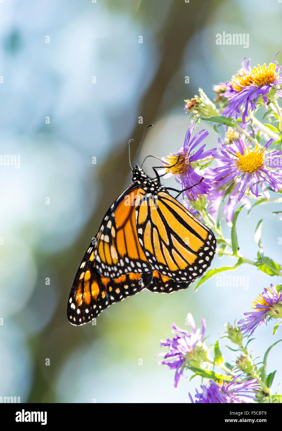 Monarch migration canada to mexico hi-res stock photography and images ...