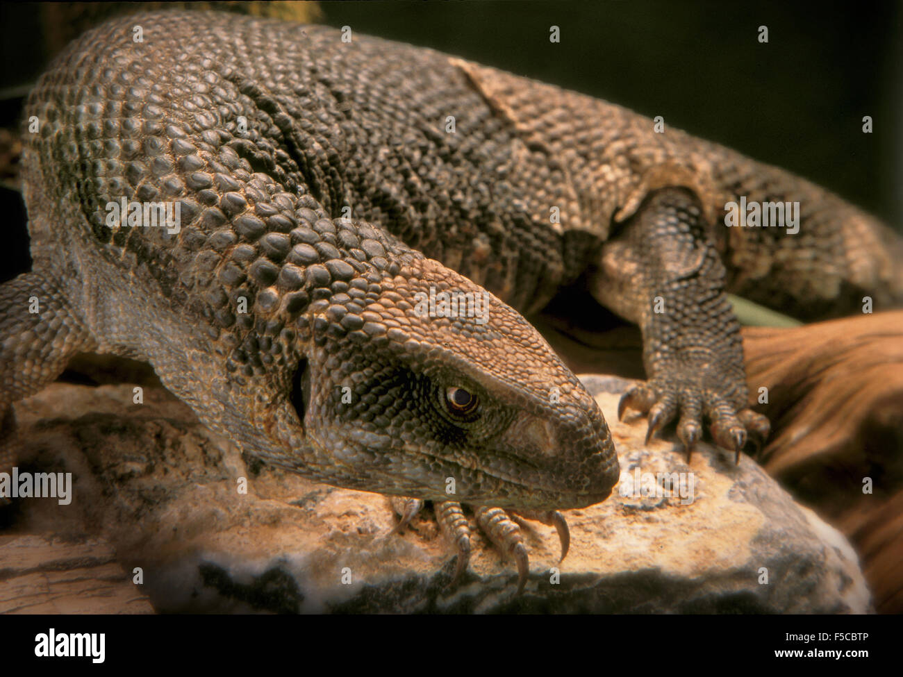 Varanus lizard hi-res stock photography and images - Alamy