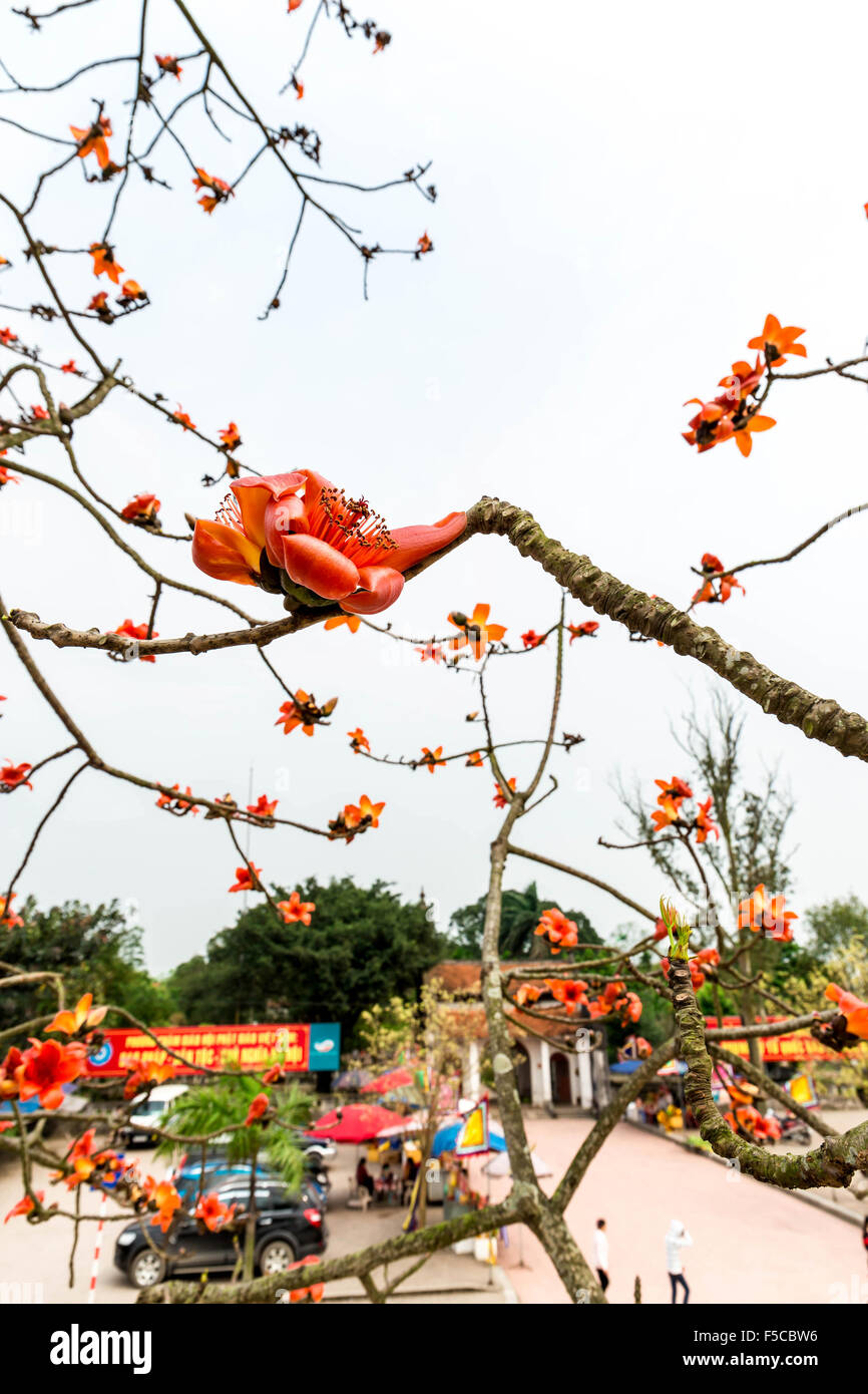 Bombax blossoms over an ancient temple, Namdinh, Vietnam Stock Photo ...
