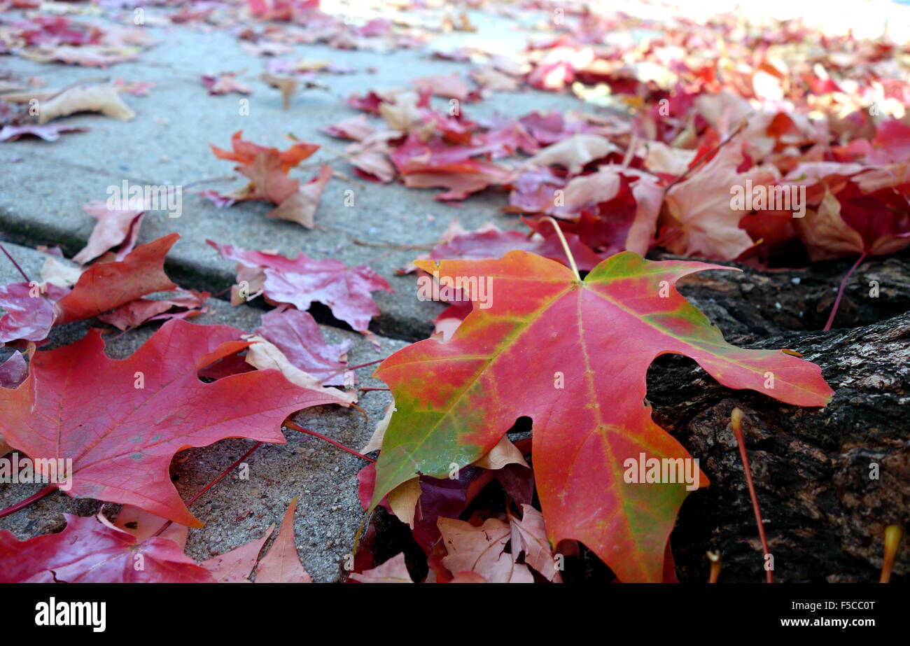 Colorful fall foliage Stock Photo - Alamy