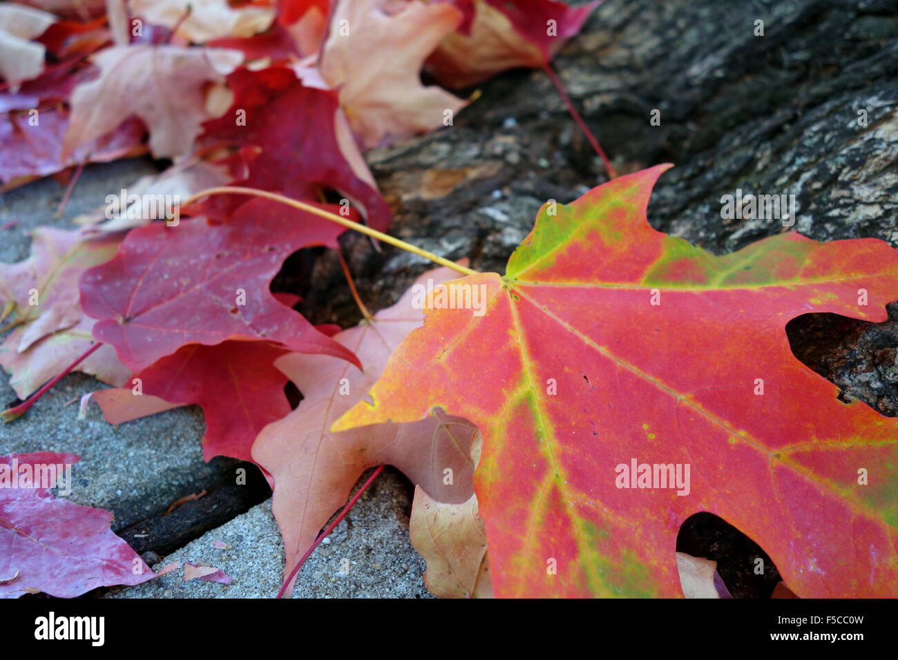 Colorful fall foliage Stock Photo - Alamy