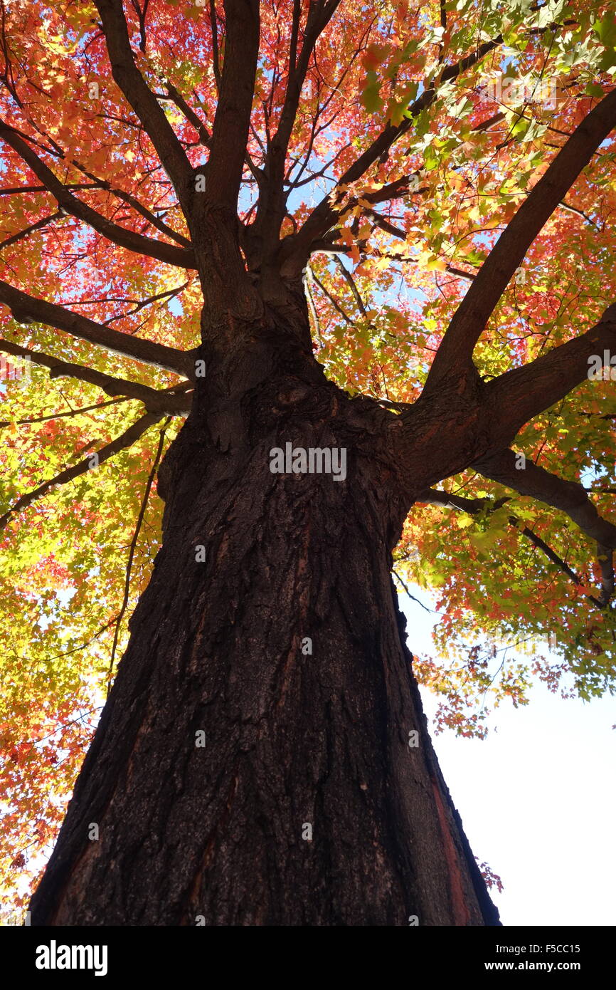 Colorful fall foliage Stock Photo - Alamy