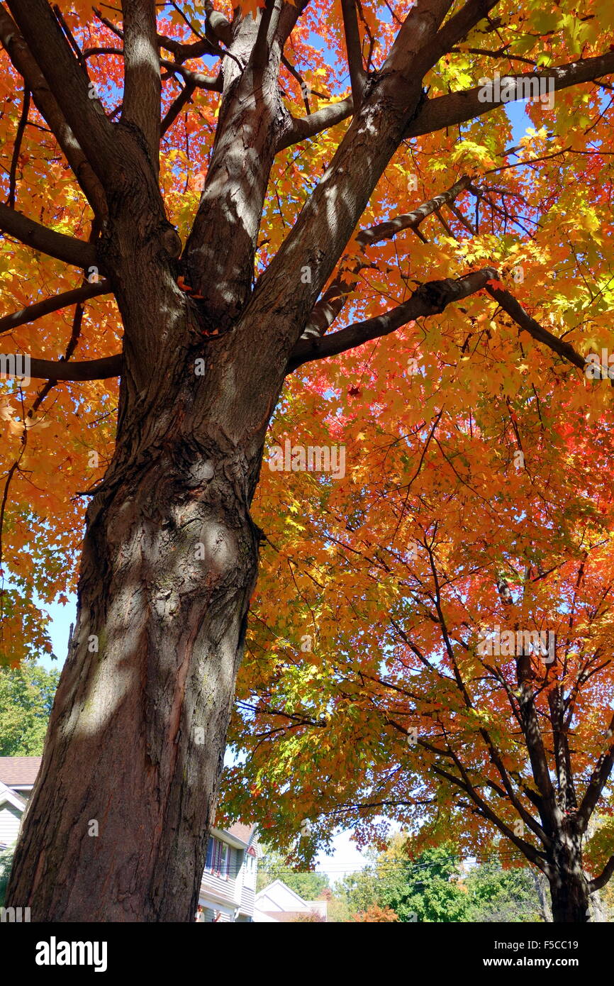 Colorful fall foliage Stock Photo - Alamy