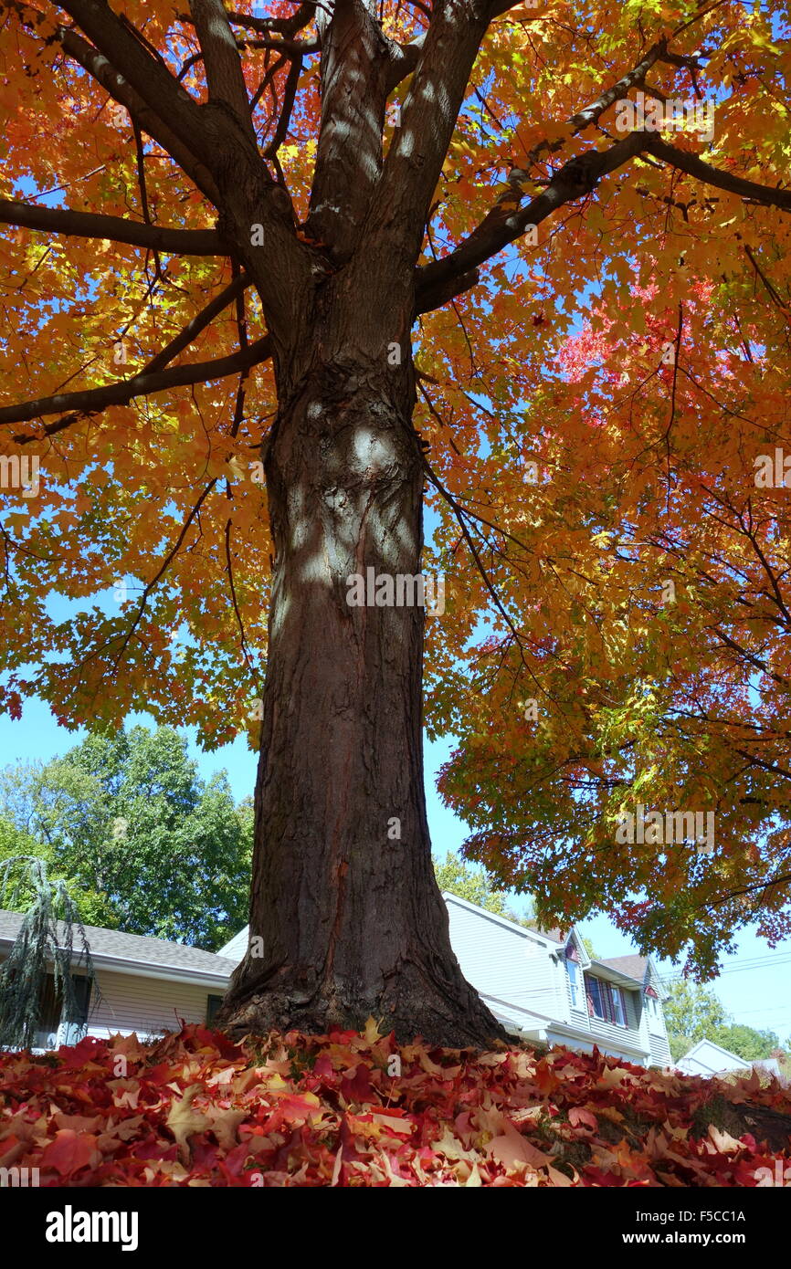 Foliage base hi-res stock photography and images - Alamy