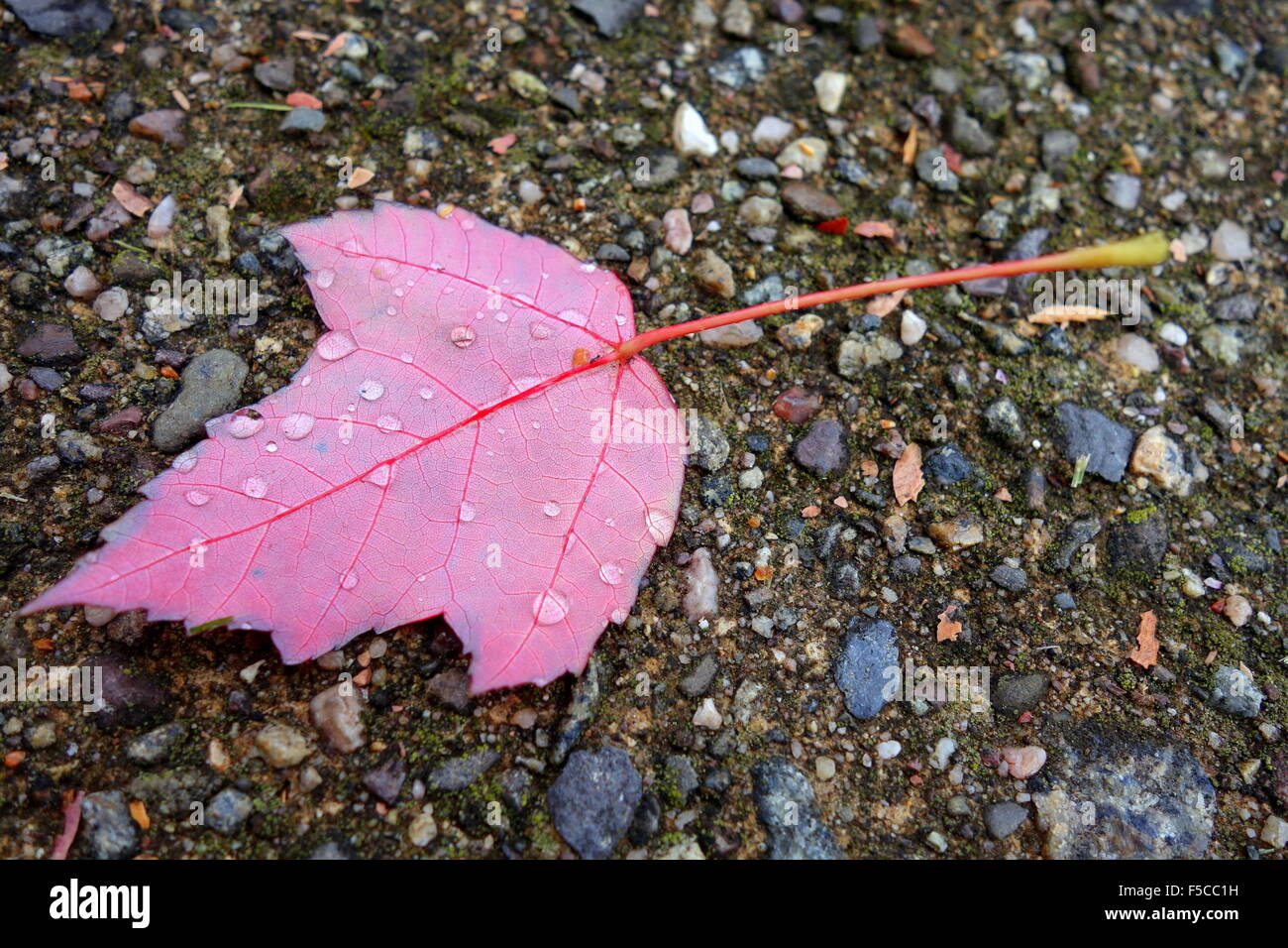 Raindrops falling on leaves tree hi-res stock photography and images ...