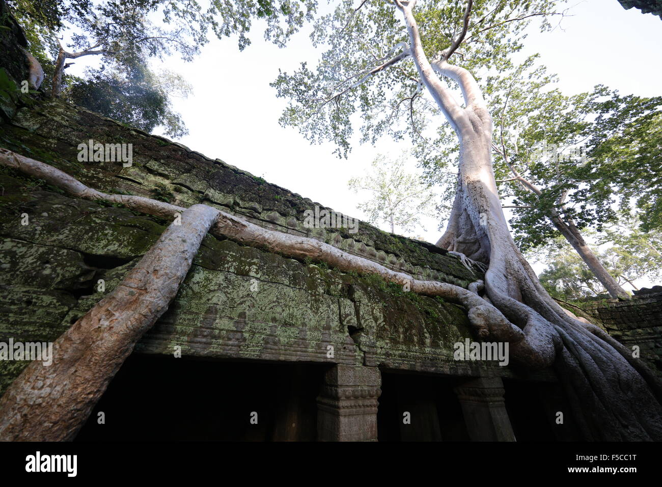 Tree root temple roof hi-res stock photography and images - Alamy