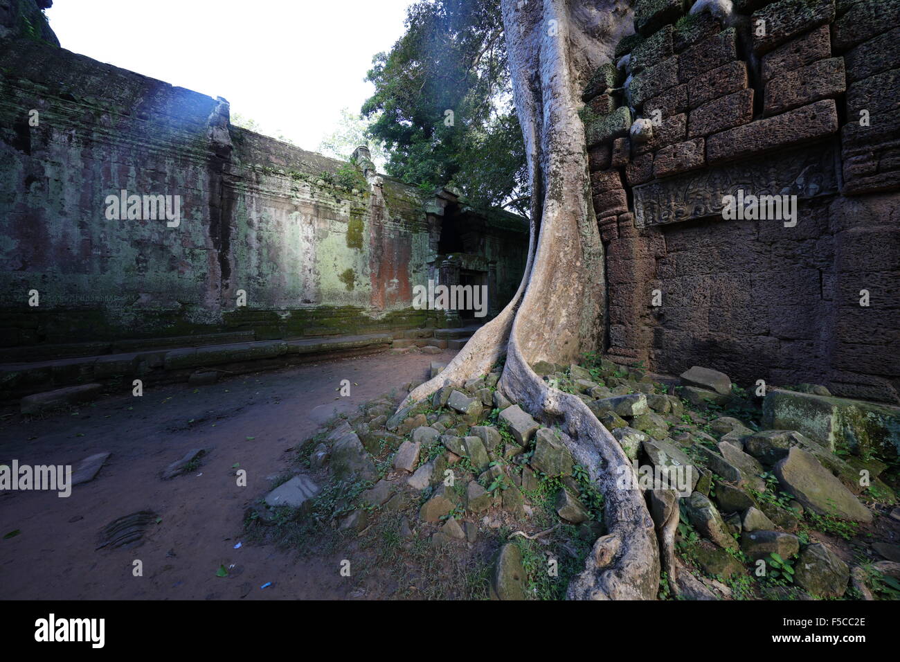 Root flare hi-res stock photography and images - Alamy