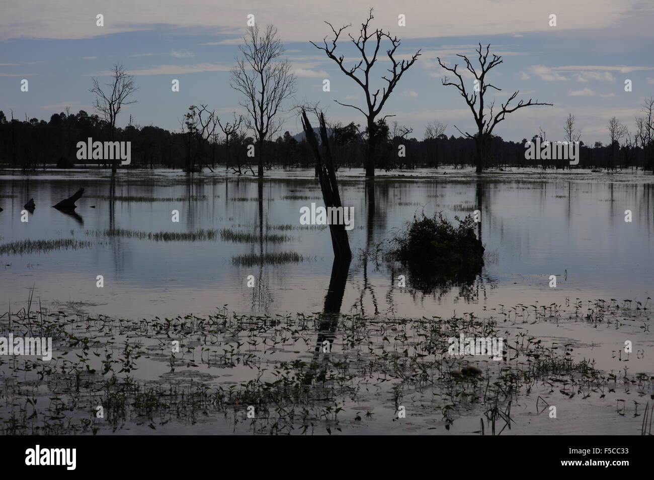 Black dead trees in lake Stock Photo - Alamy