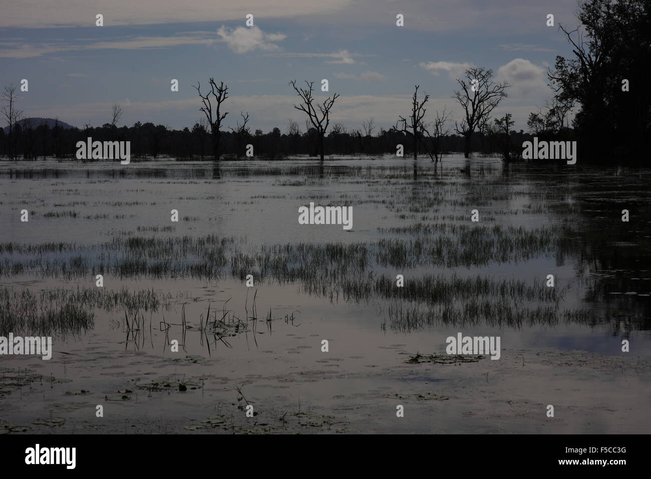 Dead trees in lake, baray Stock Photo - Alamy