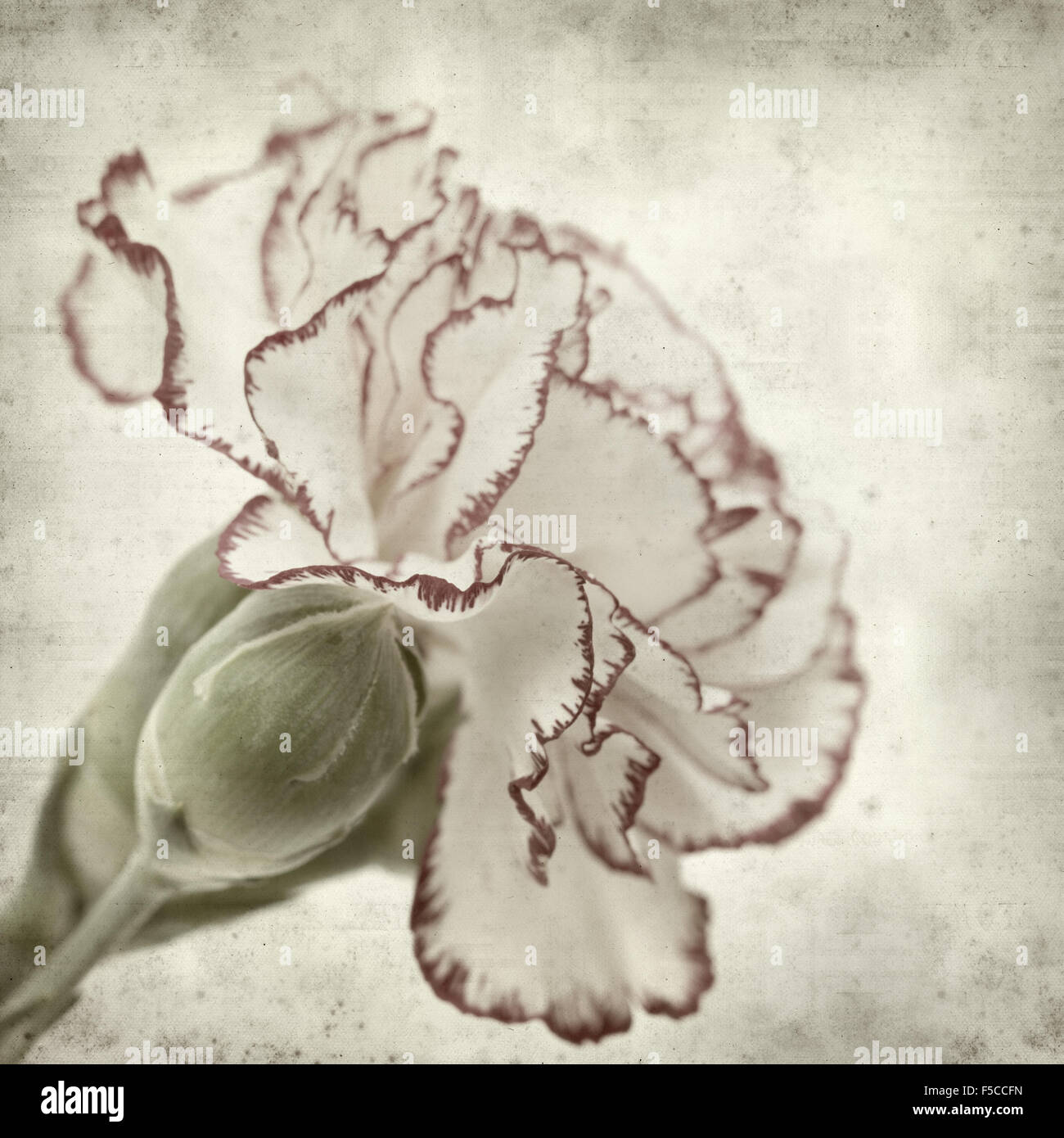 textured old paper background with variegated carnation flower Stock ...