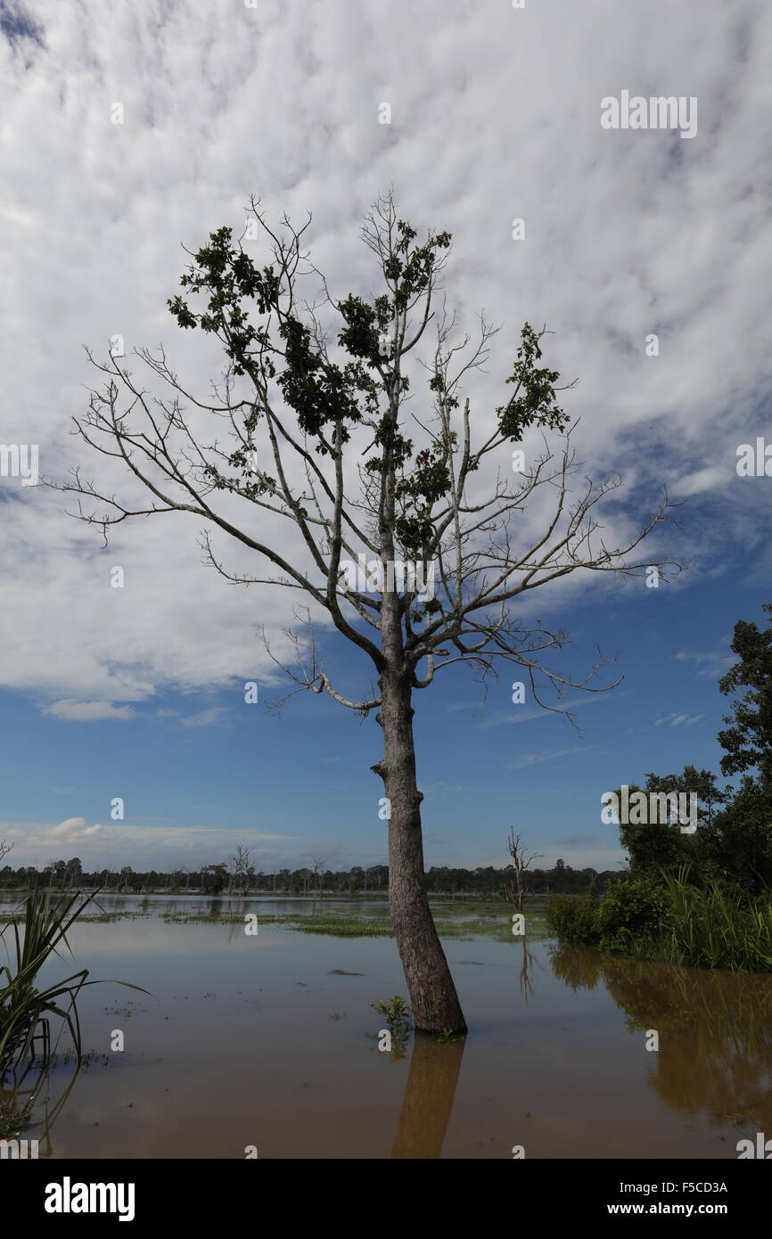 Almost dead tree Stock Photo - Alamy