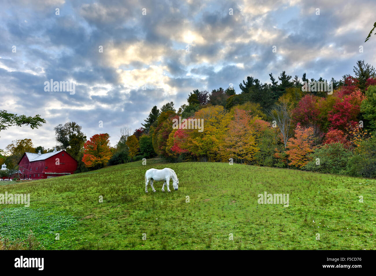 Horse grazing in an idyllic field in Vermont against autumn trees with ...