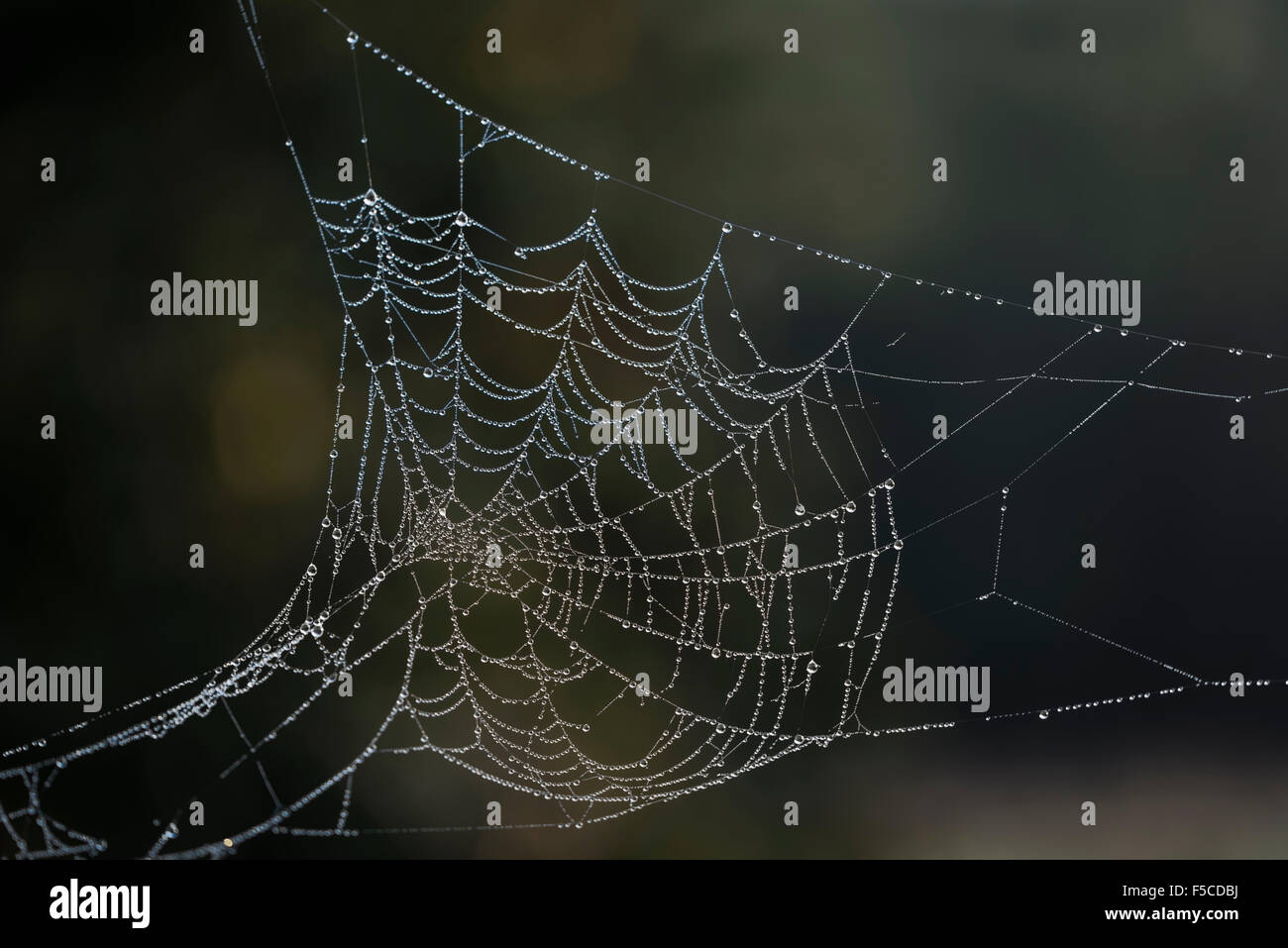 Cobweb covered in dew stretched out in the morning sun Stock Photo - Alamy