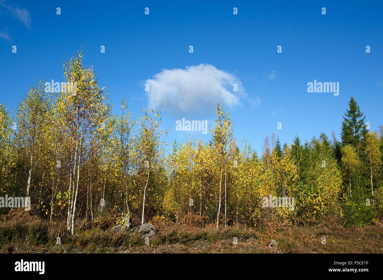 Birches in golden fall colors at a blue sky Stock Photo - Alamy