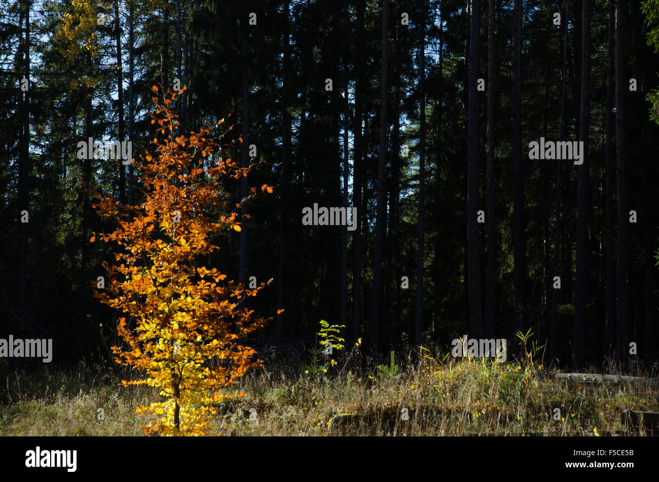 Glowing beech tree in front of a dark spruce forest Stock Photo - Alamy