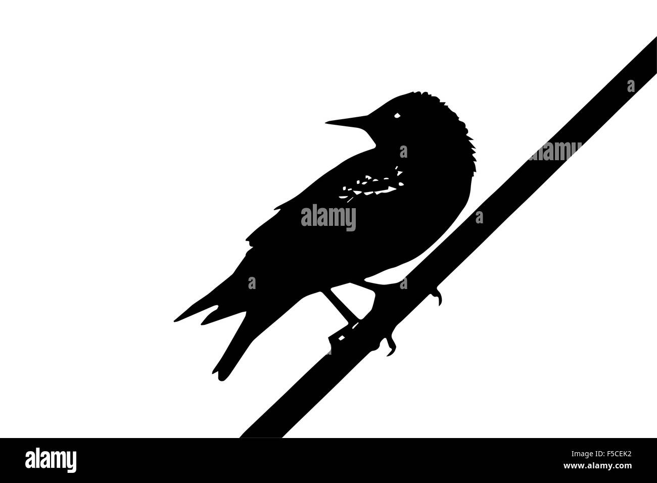 Robin and thrush Stock Vector Images - Alamy