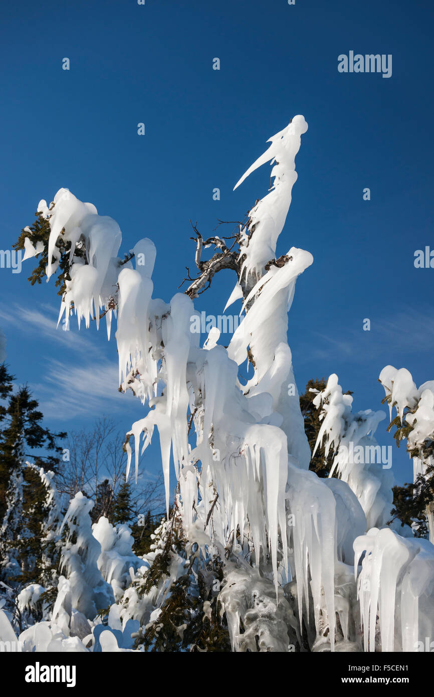 Frozen forest along Lake Superior in the winter after a 15 ft wave ...