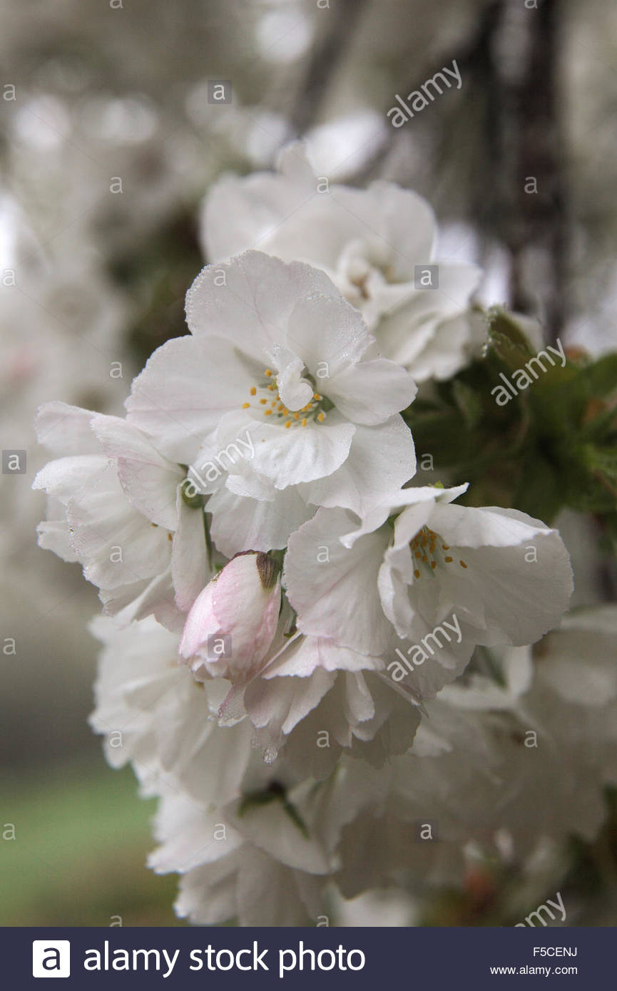 Prunus Shirotae Stock Photos & Prunus Shirotae Stock Images - Alamy