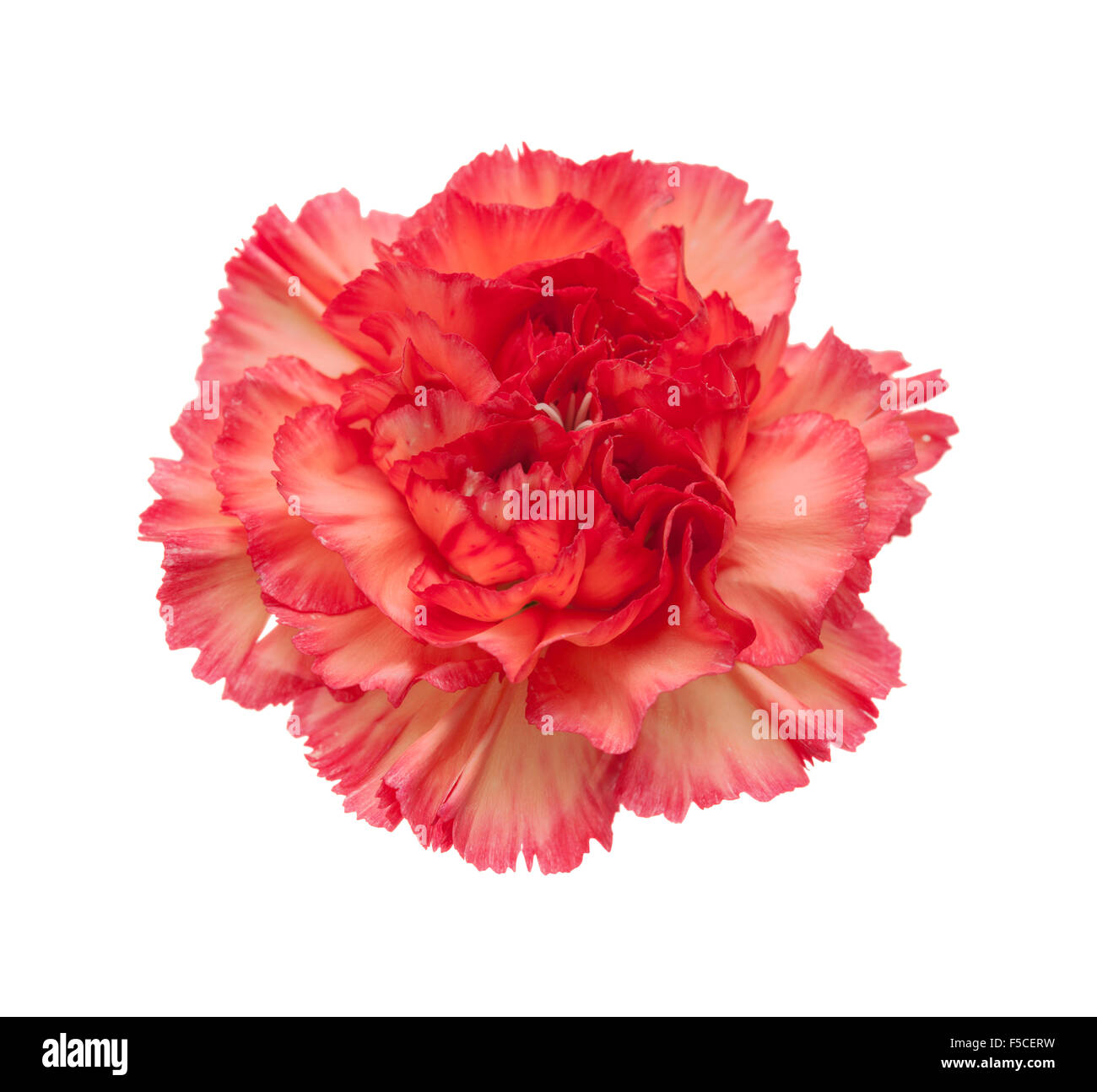 variegated red and orange carnation flowers isolated on white ...