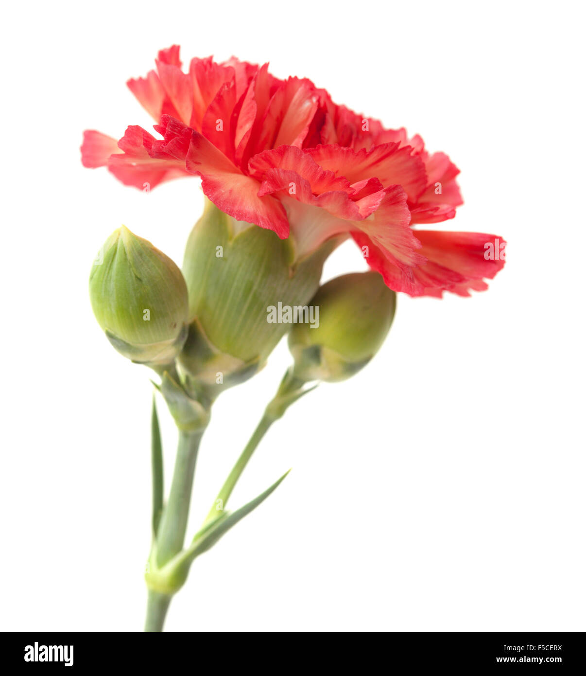 variegated red and orange carnation flowers isolated on white ...
