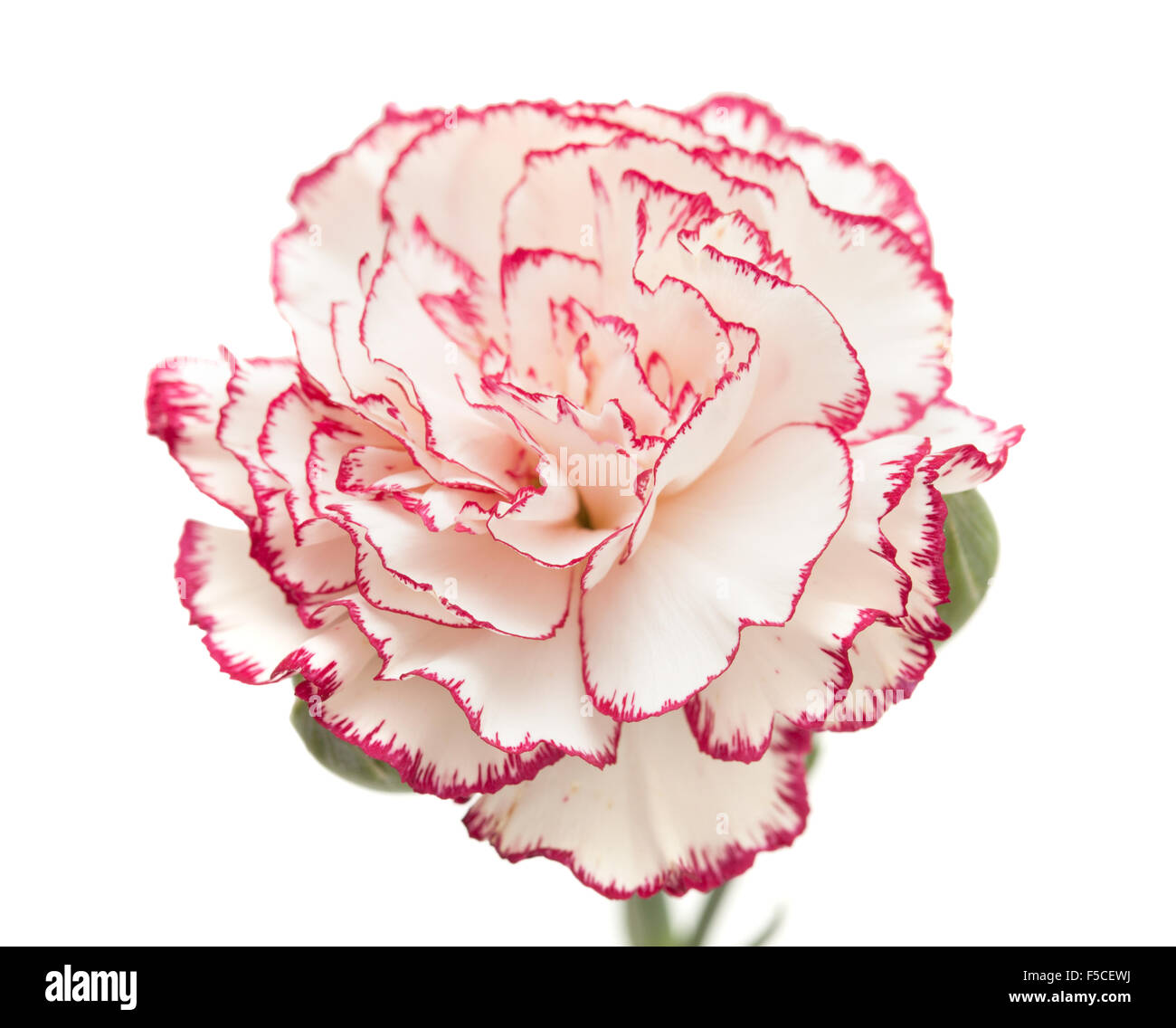 variegated white and magenta carnation flower isolated on white ...