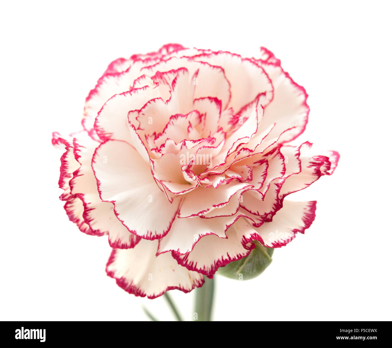 variegated white and magenta carnation flower isolated on white ...
