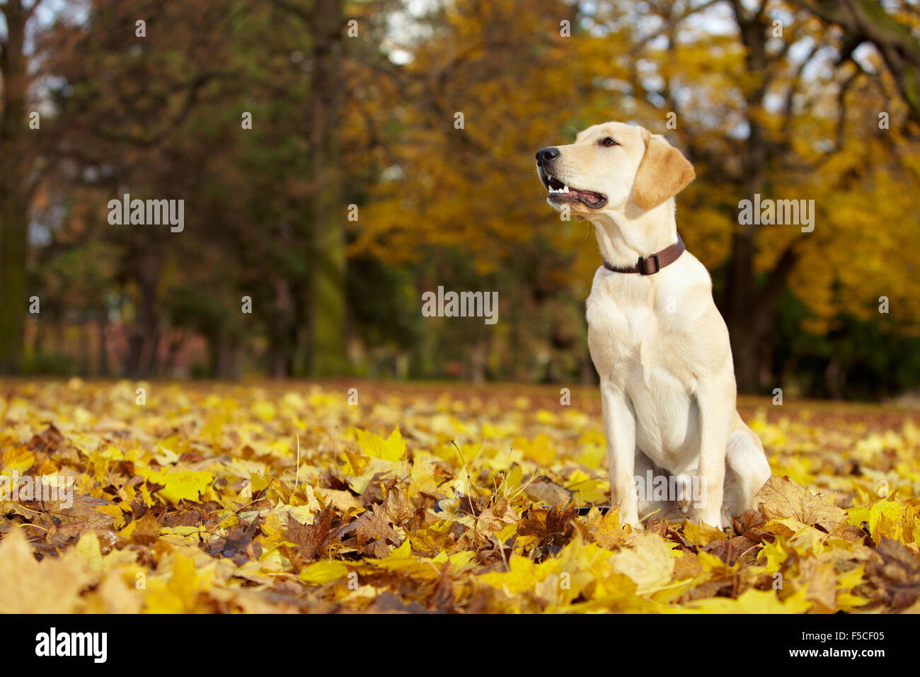 Young Labrador Retriever in a fall park Stock Photo - Alamy