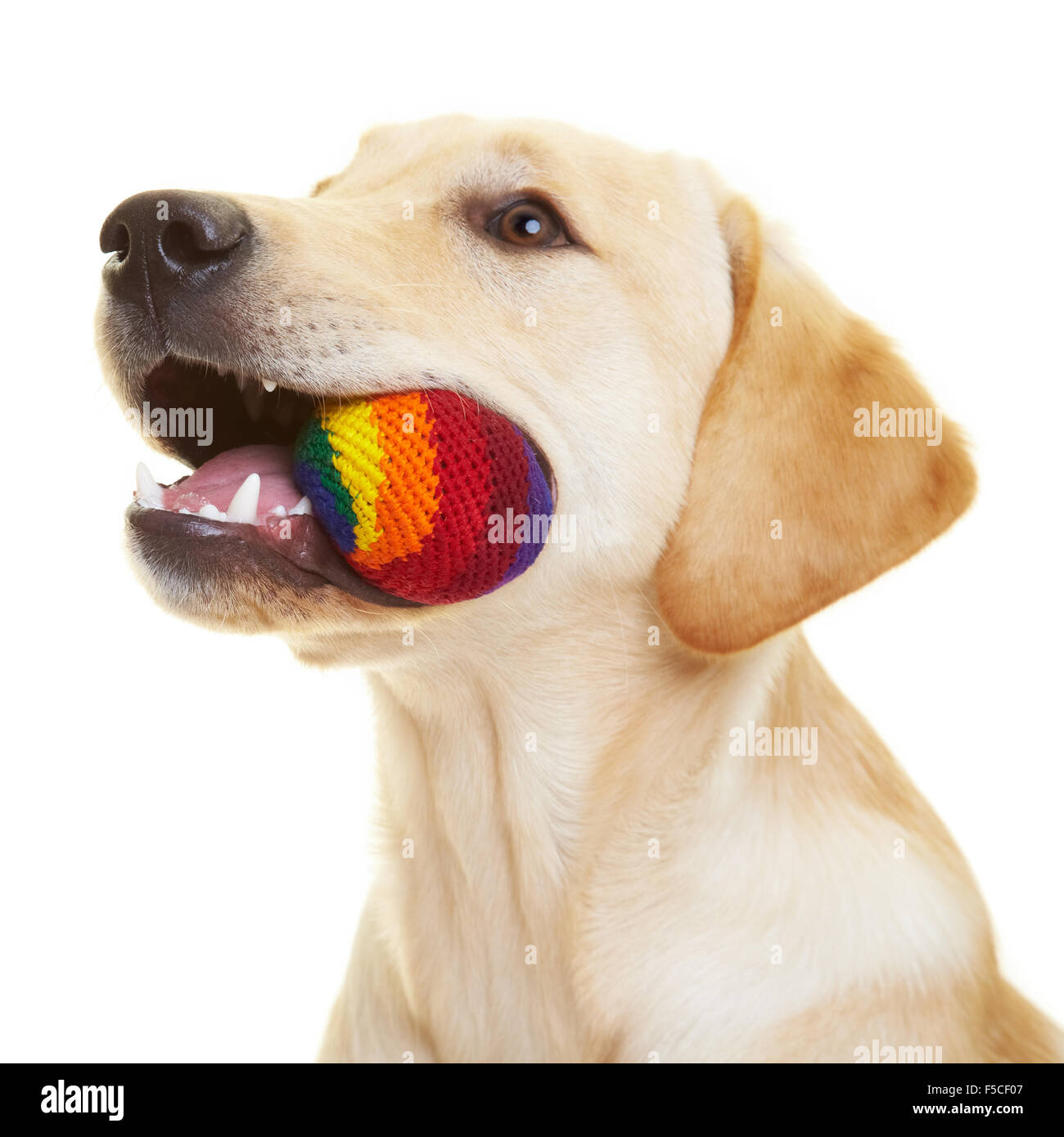 Young Labrador Retriever chewing on a ball Stock Photo - Alamy