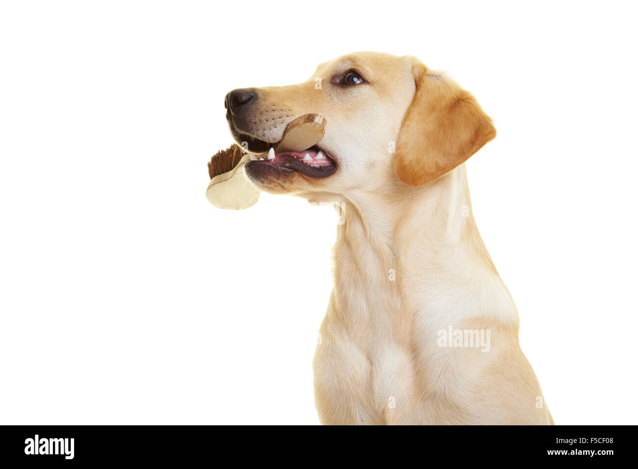 Young Labrador Retriever holding a brush in his mouth Stock Photo - Alamy
