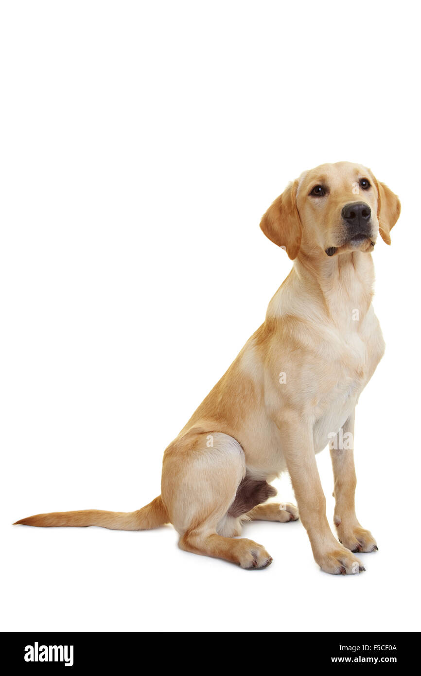 Male golden retriever profile hi-res stock photography and images - Alamy