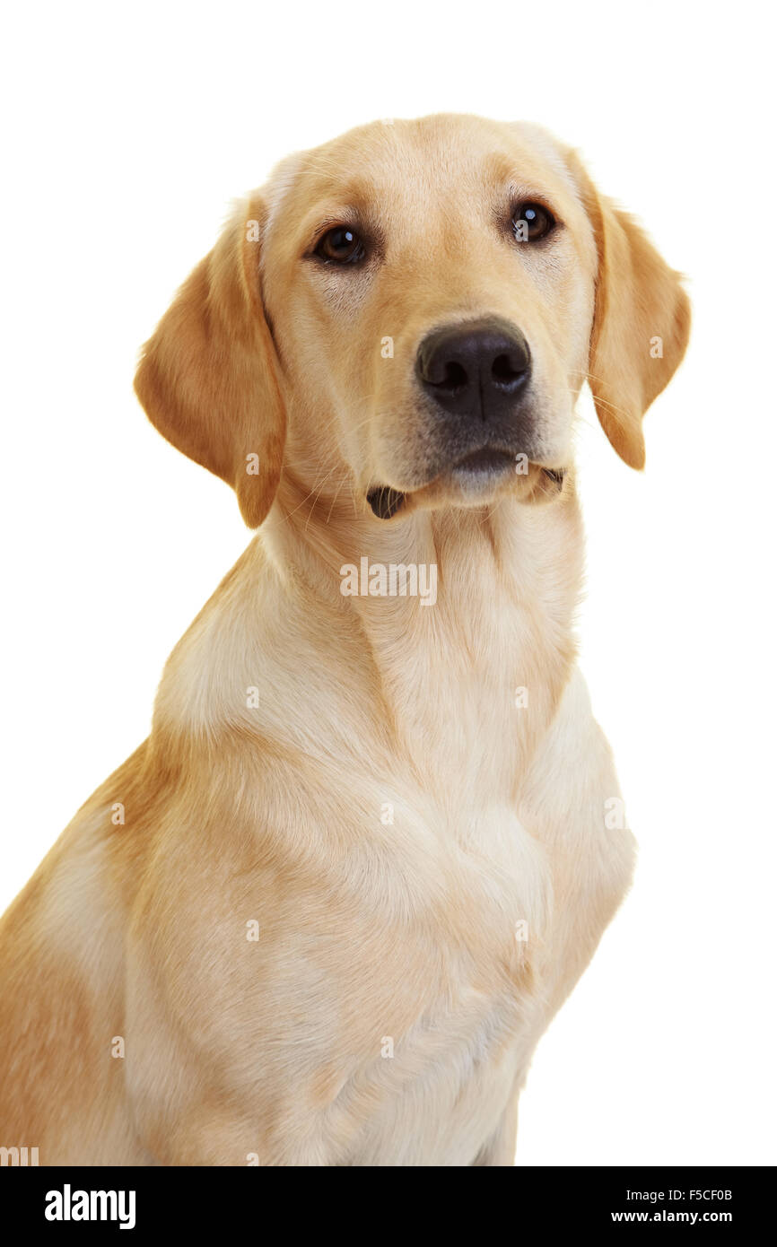 Portrait of a young male Labrador Retriever Stock Photo - Alamy