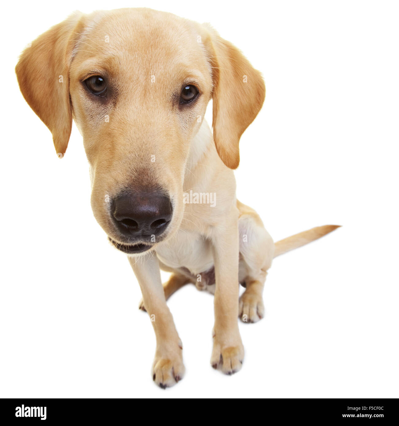 Portrait of a young male Labrador Retriever Stock Photo - Alamy