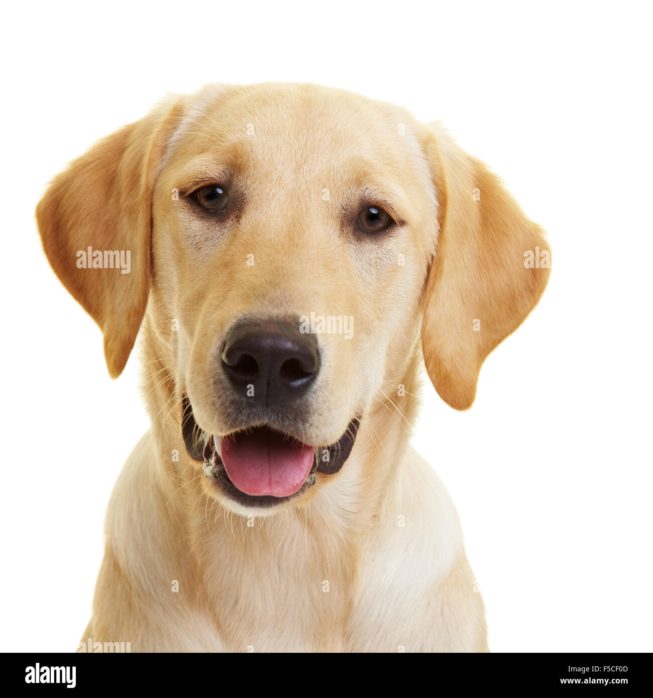 Male labrador retriever hi-res stock photography and images - Alamy