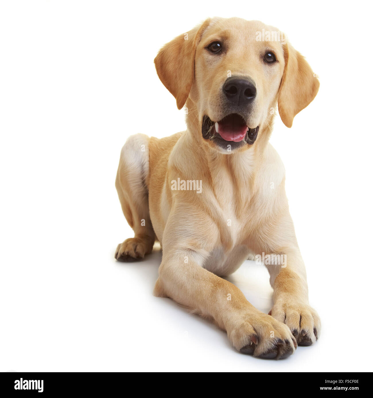 Portrait of a young male Labrador Retriever Stock Photo - Alamy