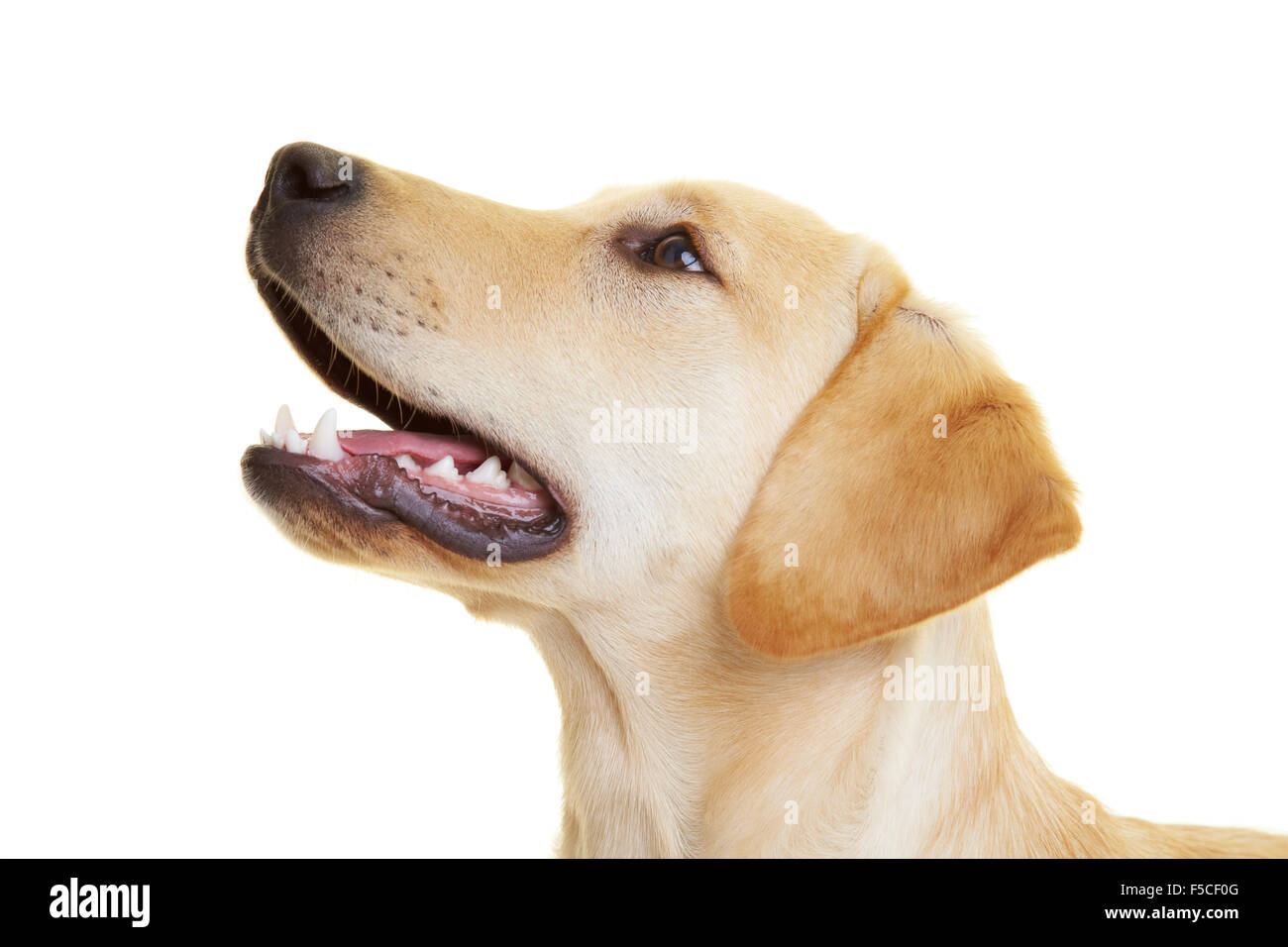 Portrait of a young male Labrador Retriever Stock Photo - Alamy