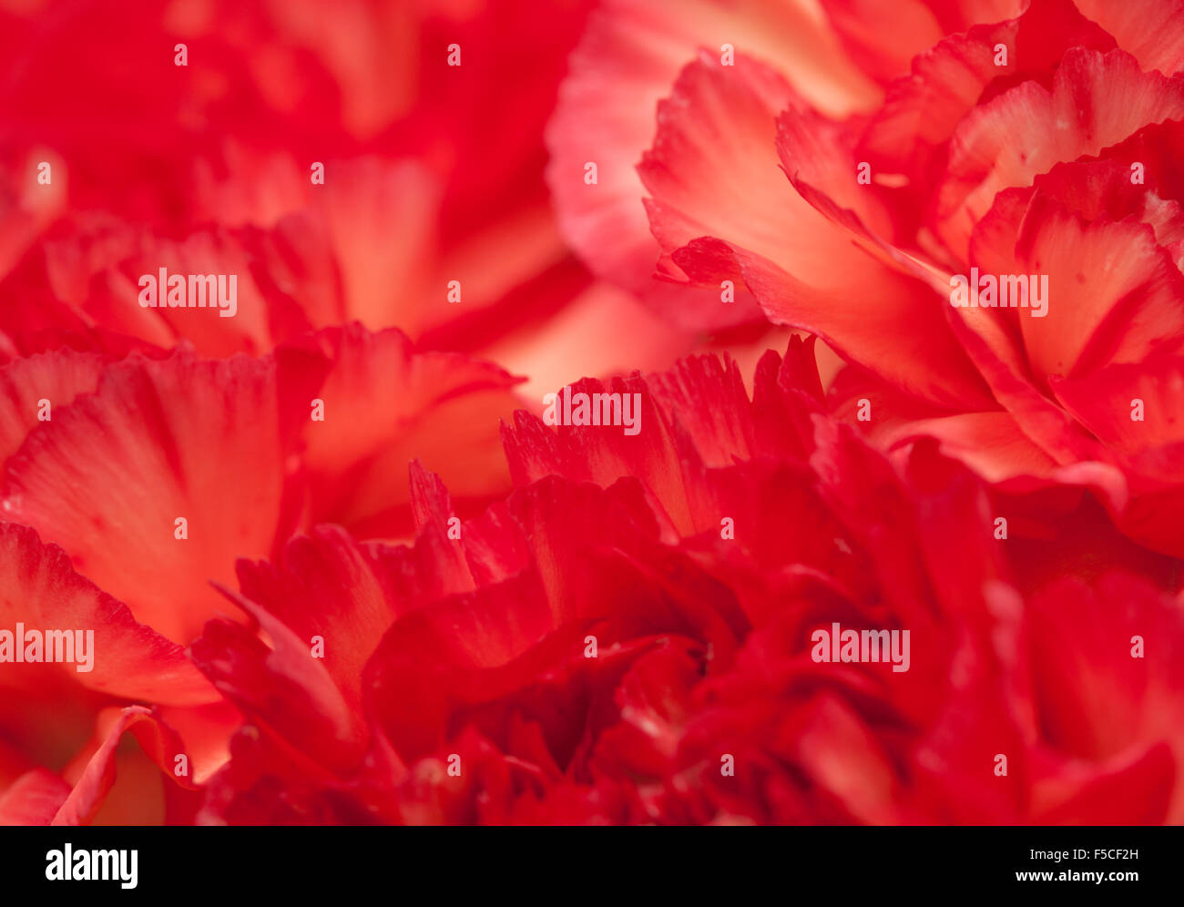 variegated red and orange carnation natural floral macro background ...