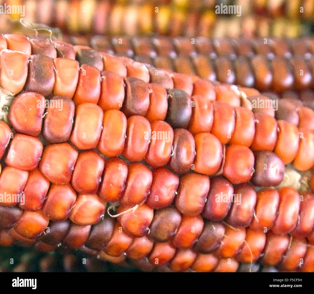 Harvest indian hi-res stock photography and images - Alamy