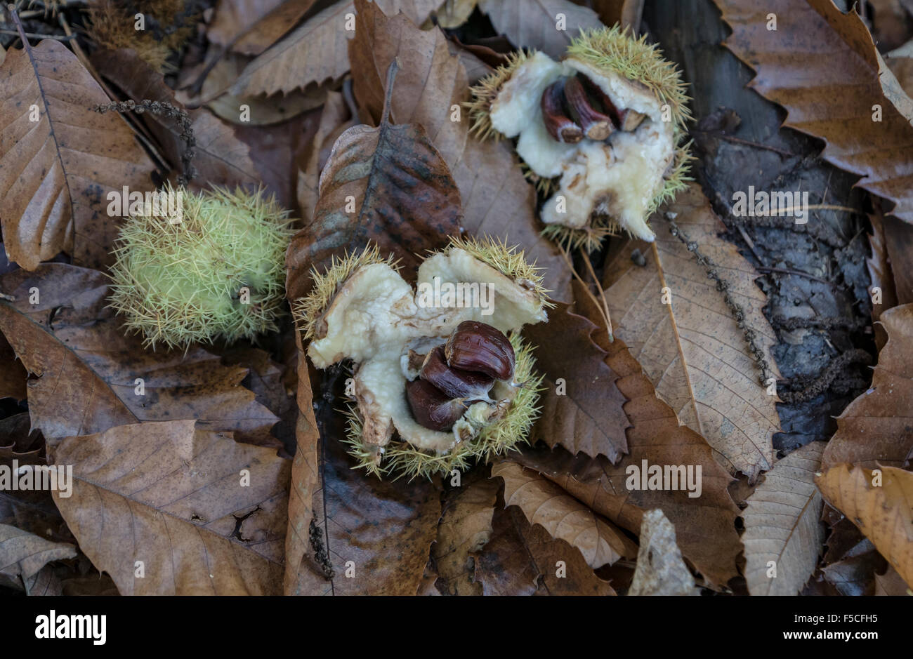 Woodland chestnuts hi-res stock photography and images - Alamy