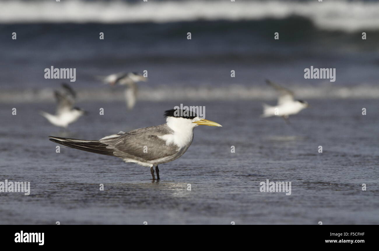 Crested tern hi-res stock photography and images - Alamy