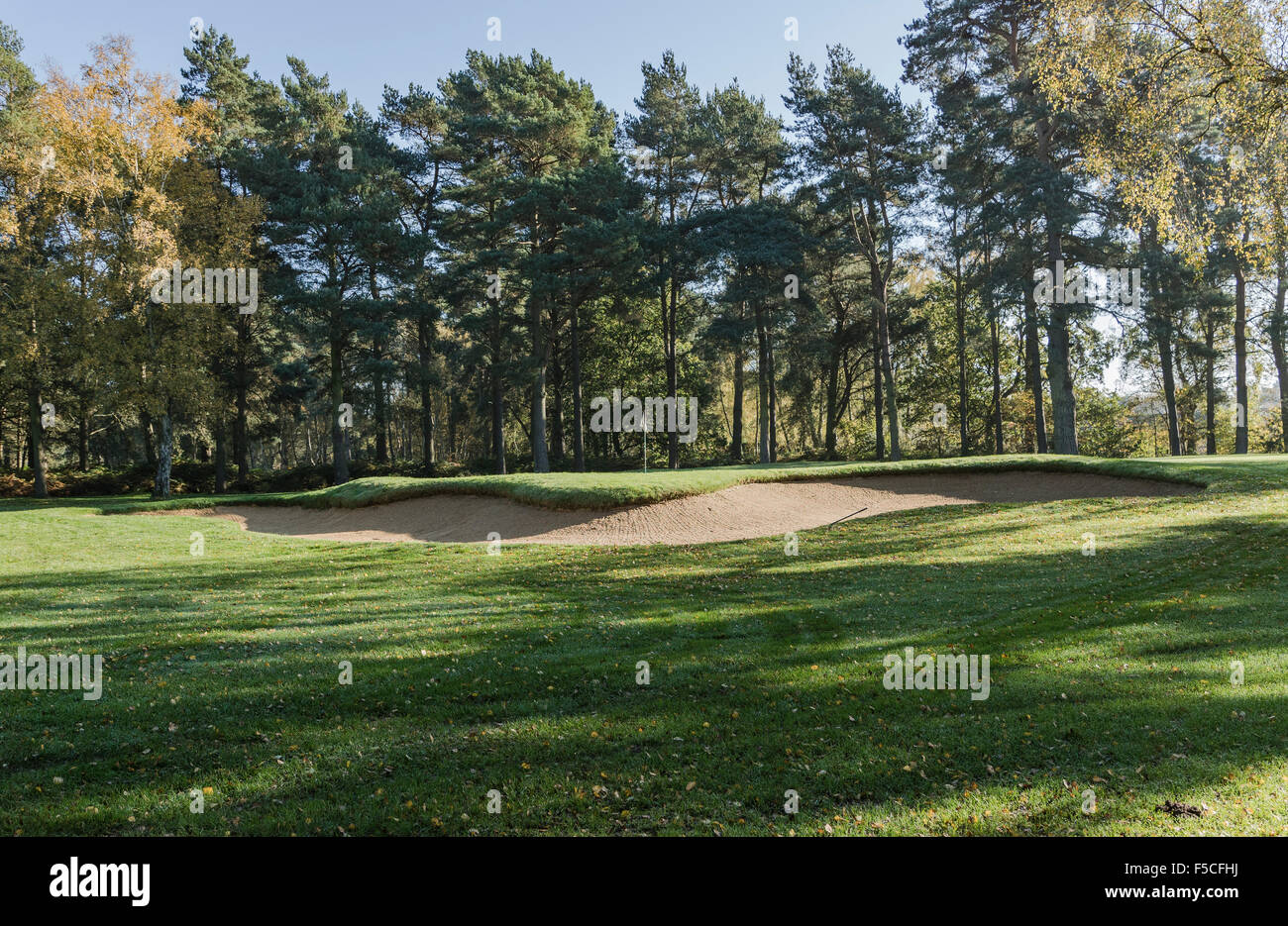 The bunker at the 18th green at Woburn golf course Stock Photo - Alamy