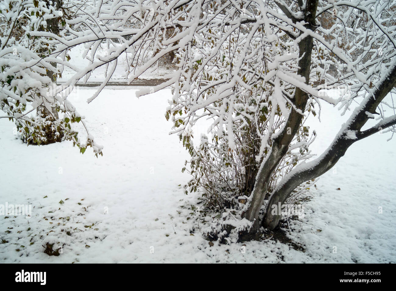 Rural landscape with first snow on tree and land Stock Photo - Alamy