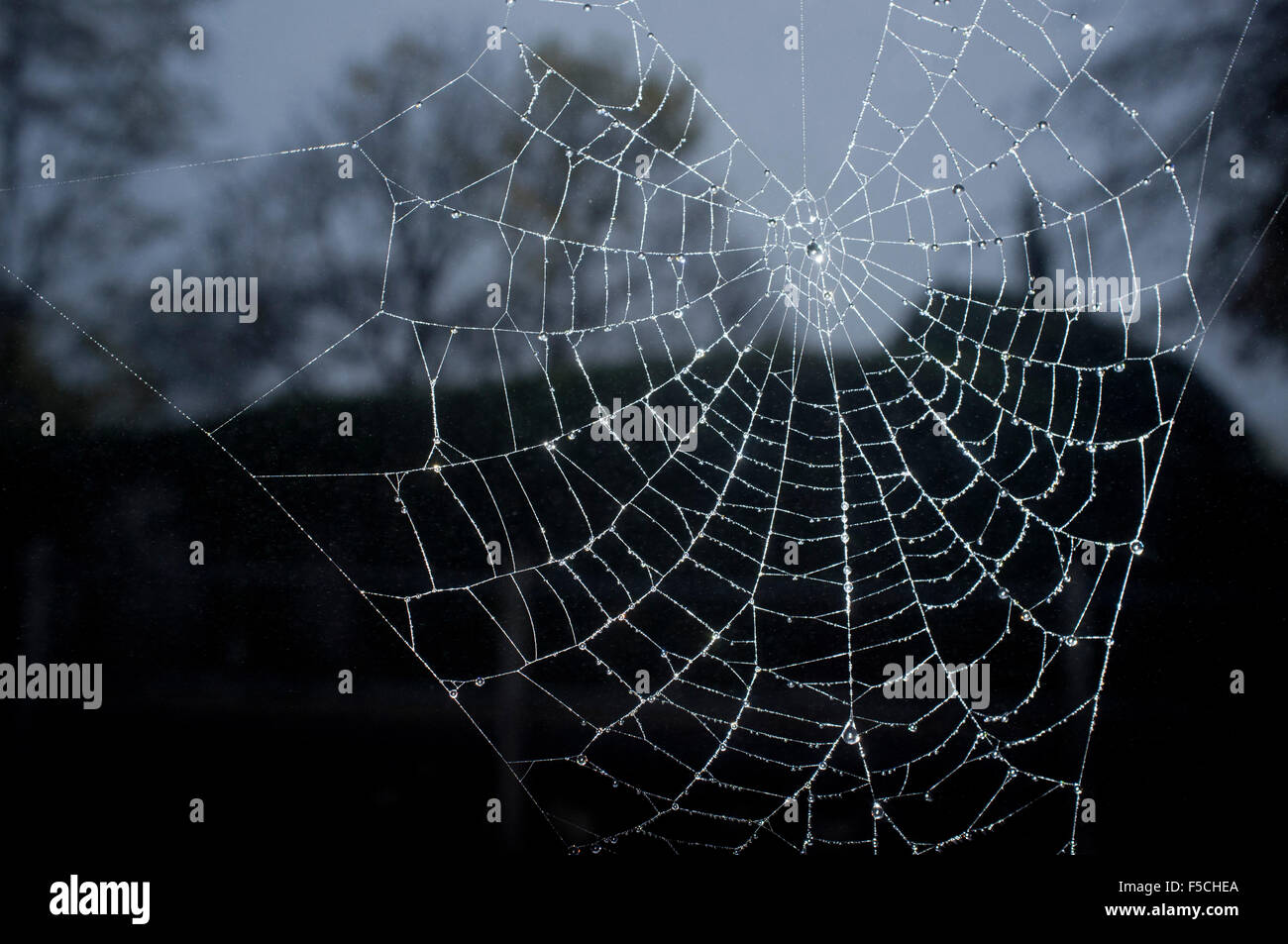 Wimbledon, London, UK. 02nd Nov, 2015. A cobweb covered in rain drops ...