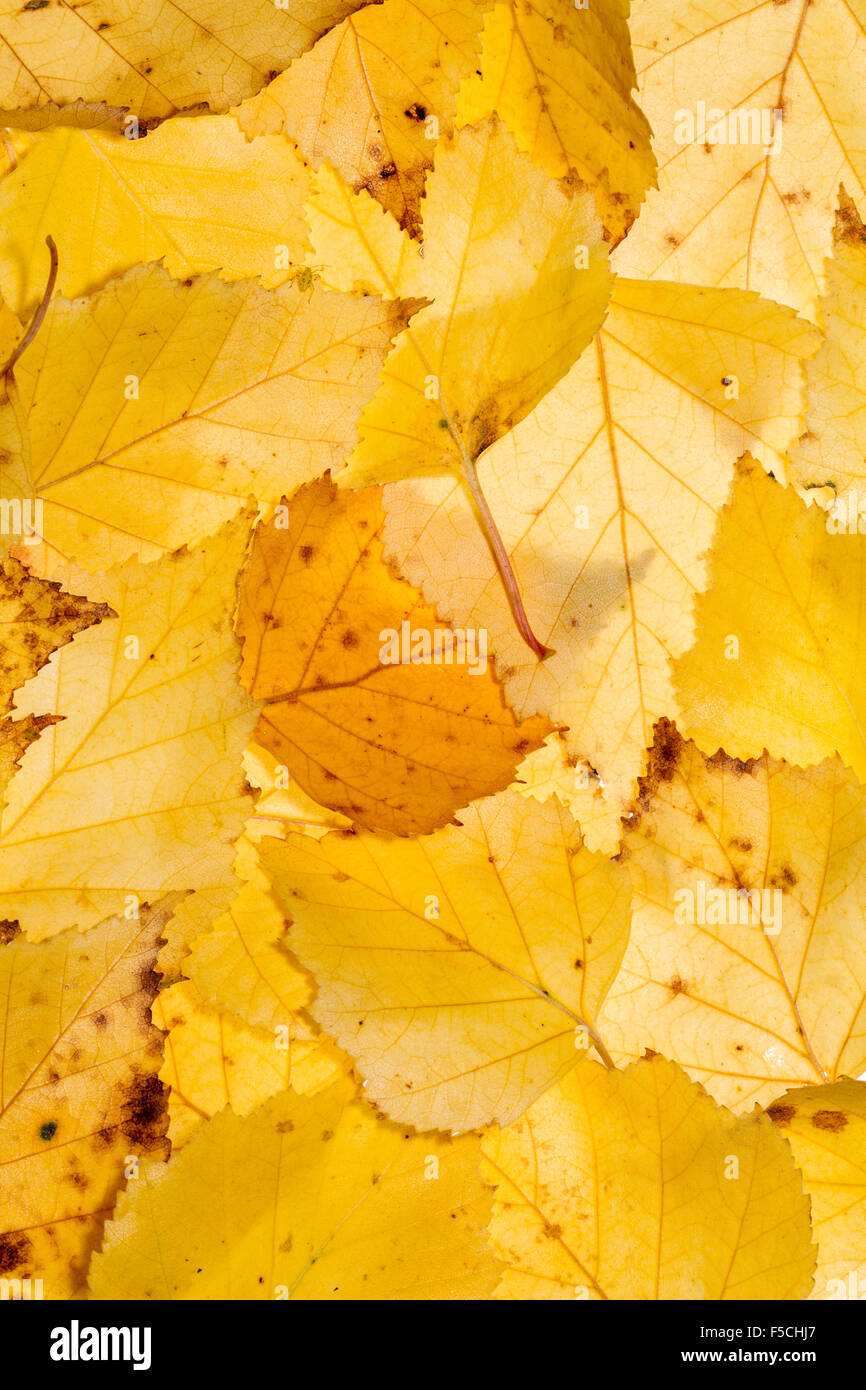 Autumn leaves (leafs) with light glowing from behind Stock Photo - Alamy