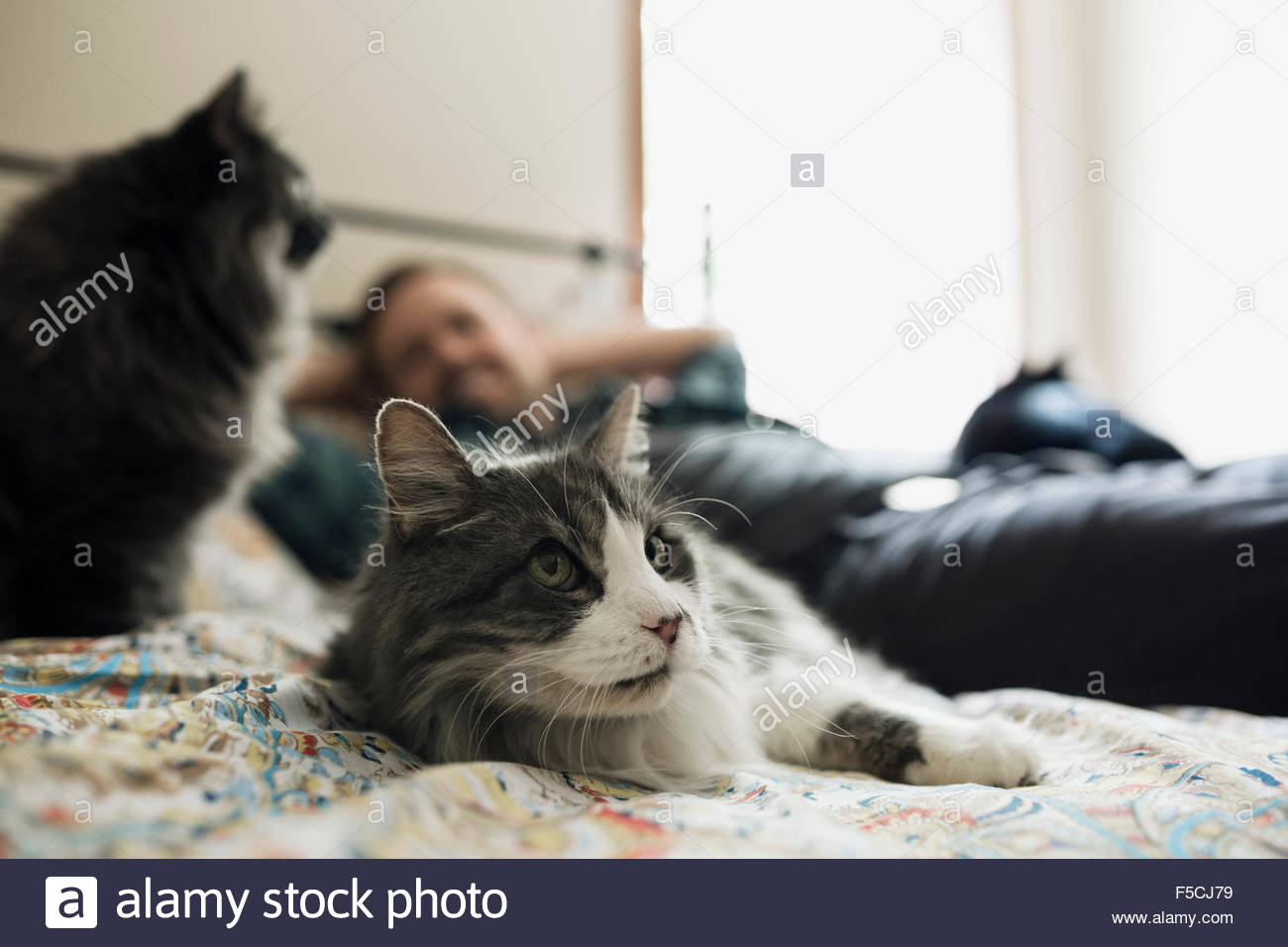 Cats laying together hi-res stock photography and images - Alamy