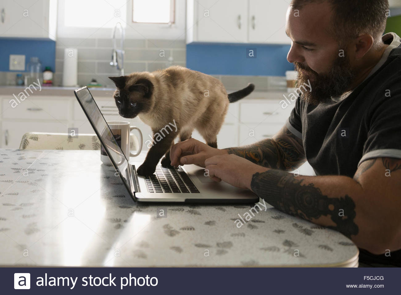 Cat sitting on laptop hi-res stock photography and images - Alamy