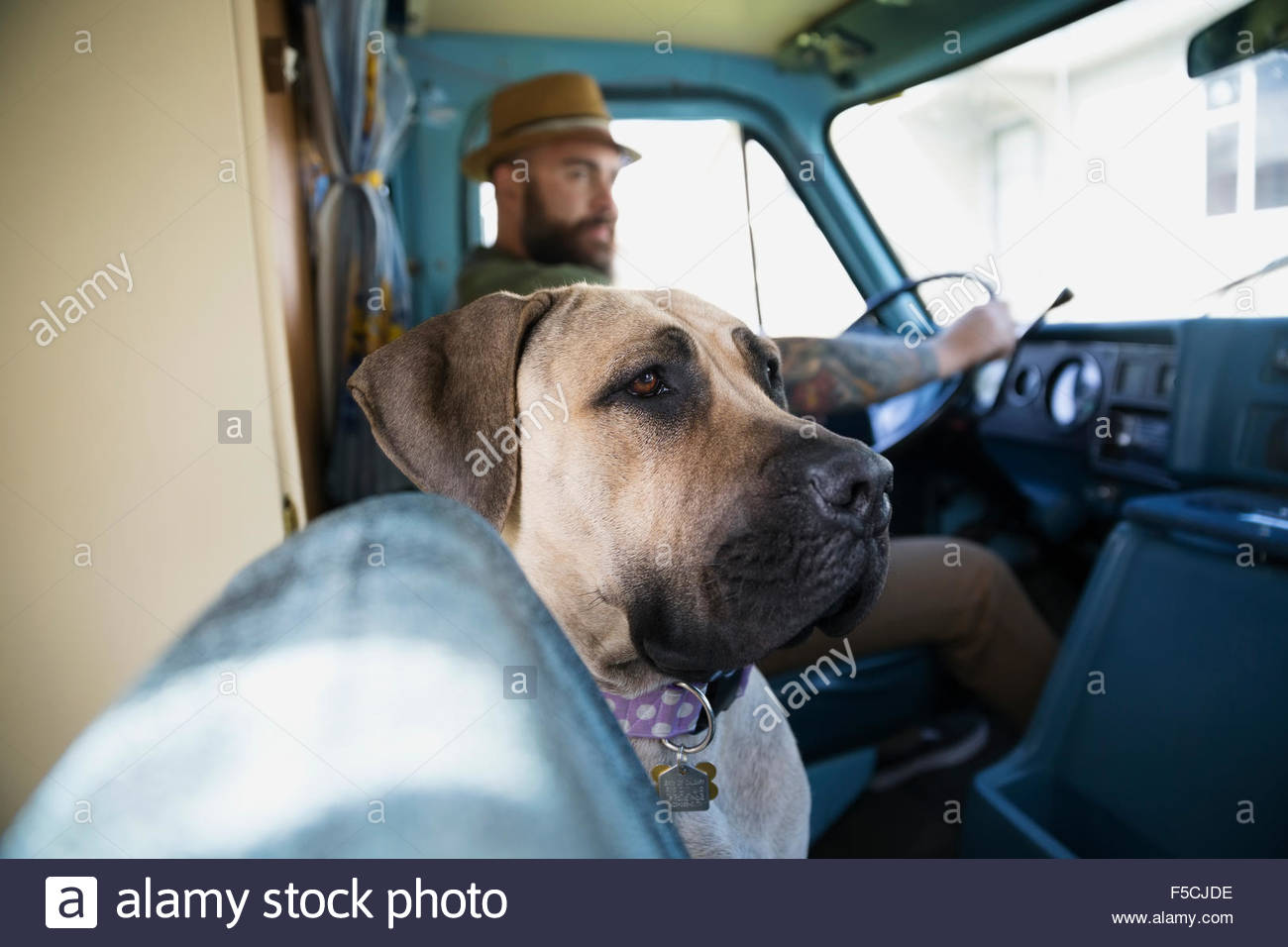 Dog man best friend hi-res stock photography and images - Alamy