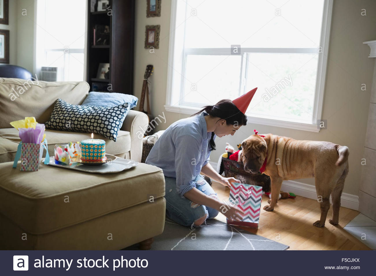 Woman giving dog birthday gift in living room Stock Photo - Alamy